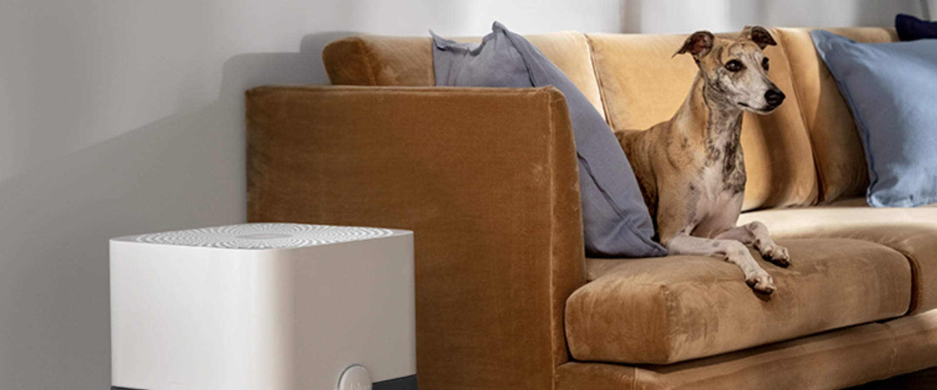 What is the Best Air Purifier for Pet Owners?